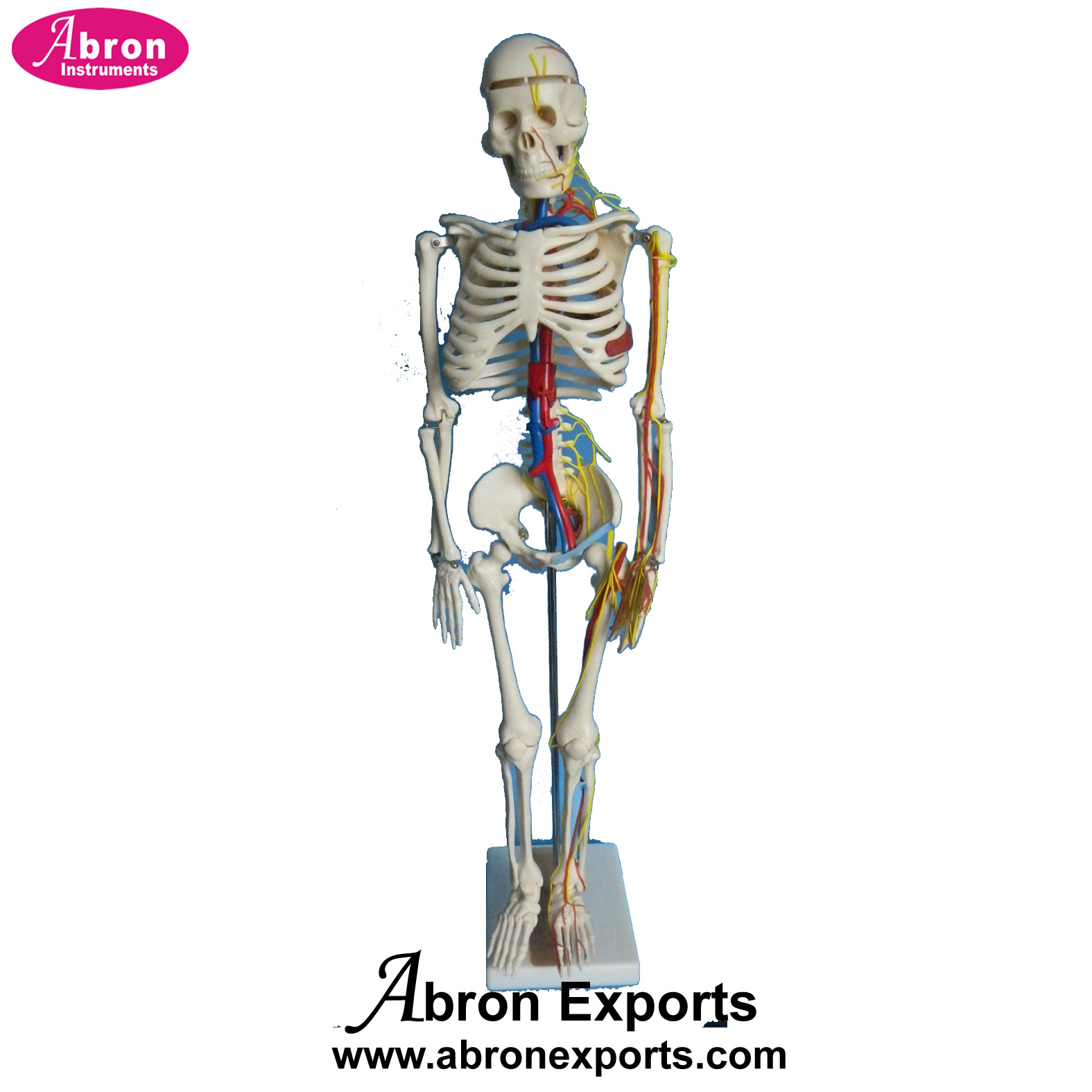 Model Human skeleton articulated with stand and blood vessels big size ...