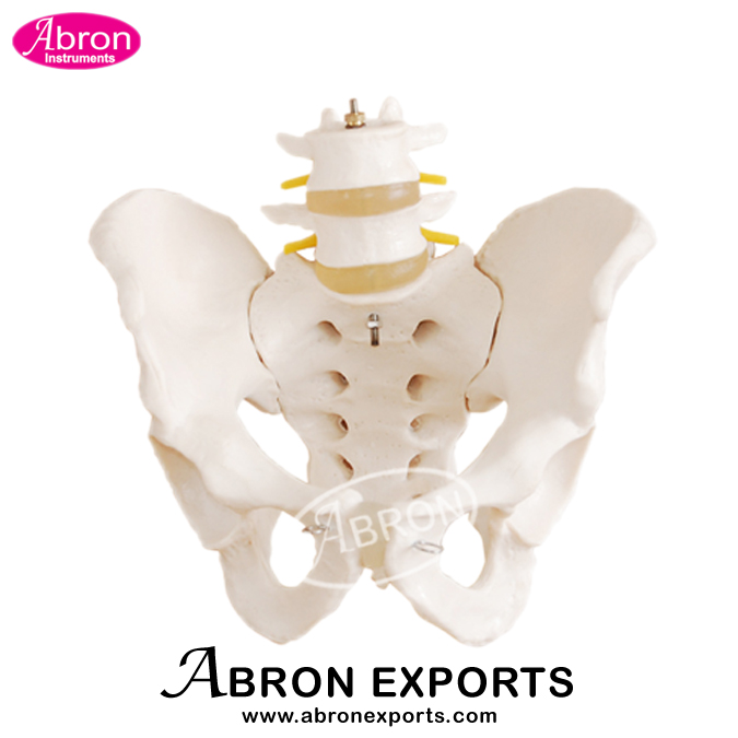 Model Human Reproductive System Adult Male Pelvis Human Model | Human ...